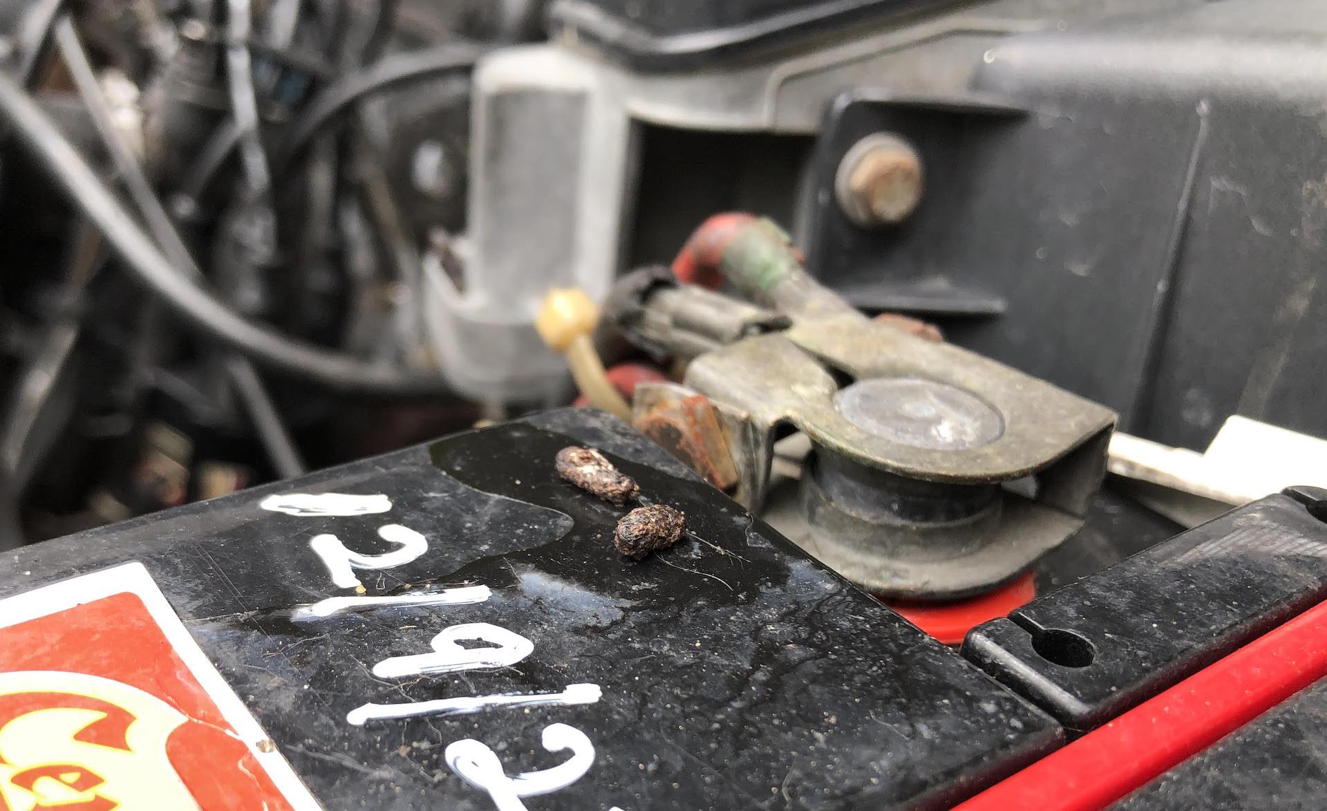 Rats might live in your engine bay during Lockdown